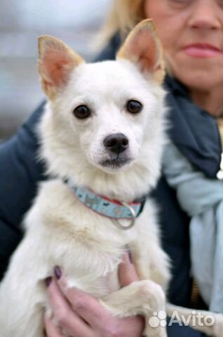 Маленькая собачка в поисках семьи