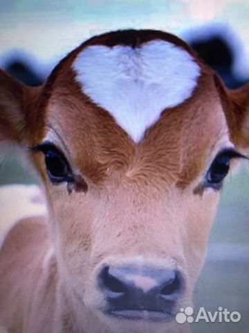 Суточные телята