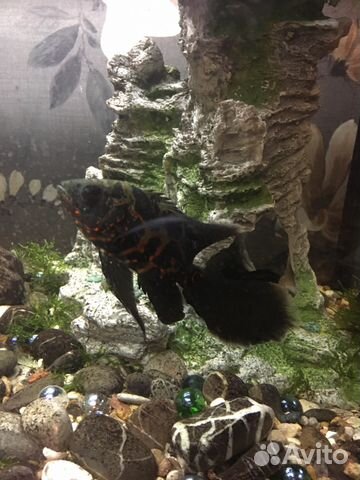 Астронотус