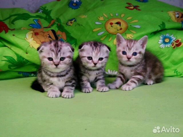 Продаются котята- замечательные подарочки к Новому