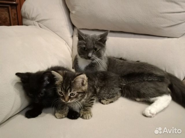 Котята