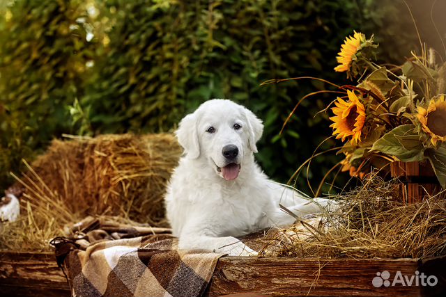 Девочка маремма - абруцкой овчарки