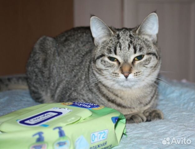 Жду хорошего хозяина д.р.8 августа 2018 г