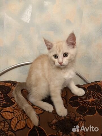 Котёнок девочка британец-мейнкун