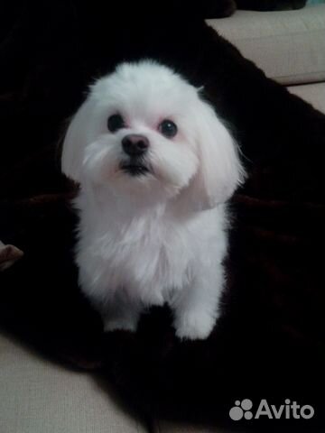 Мальтийская болонка