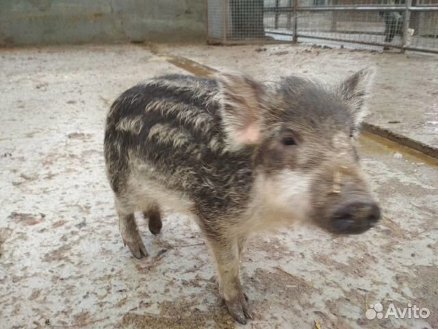 Дикие кабанчики