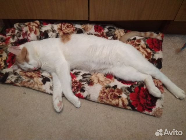 Няшный кот с лицензией на убийство