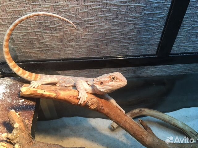 Бородатая агама в хорошие руки
