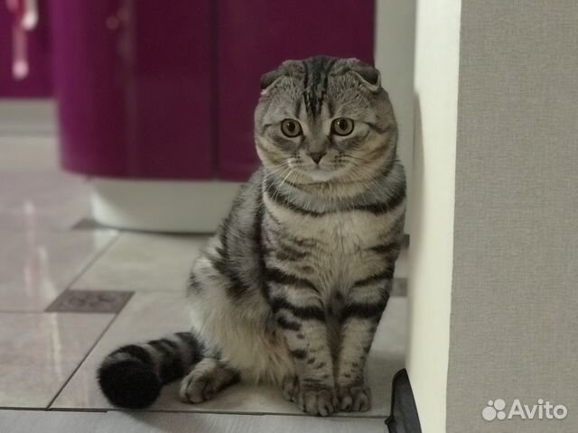 Шотландский