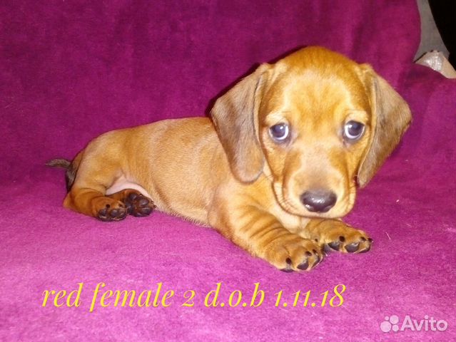 Мини/кроль рыжие и тигровые таксята