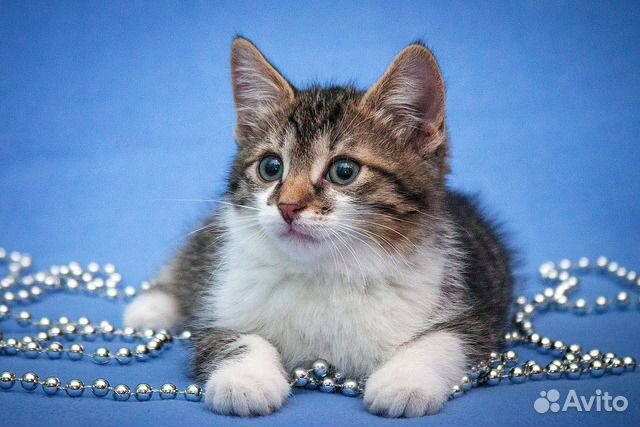 Котёнок Потап с именем на вырост в добрые руки