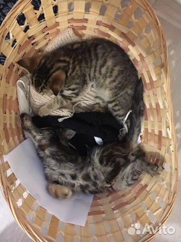 Котята: британка и шотландка/сибираская