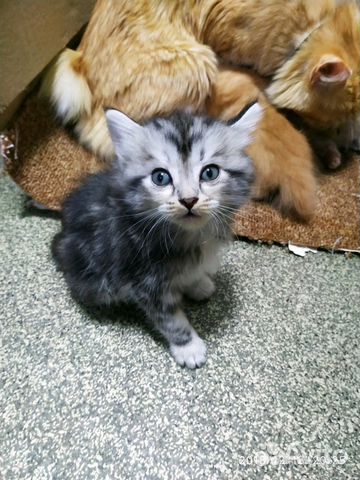 Котята курильского бобтейла (метис)
