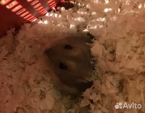 Молодой хомяк