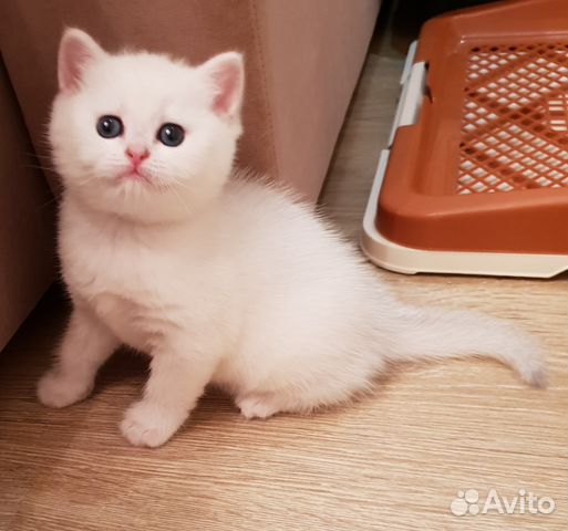 Котик серебряная шиншилла
