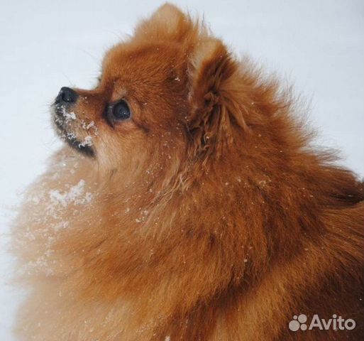 Продам девочку шпица