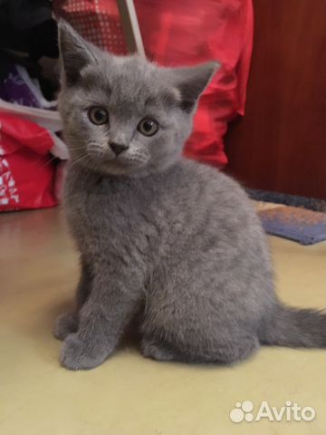 Британская кошечка