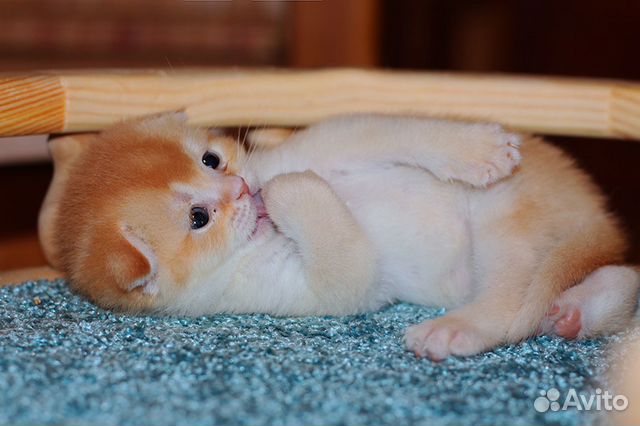 Firefox - огненный котик