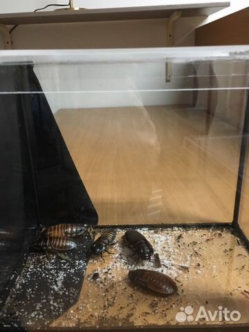 Мадагаскарские тараканы и мышки в аквариуме беспла