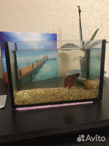 Аквариум с рыбкой