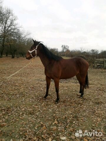 Чистокровная кобыло