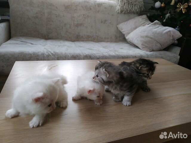 Котята Курильский Бобтейл