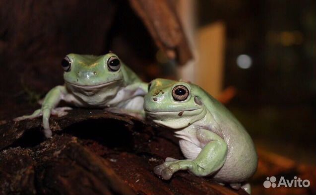 Голубые австралийские квакши