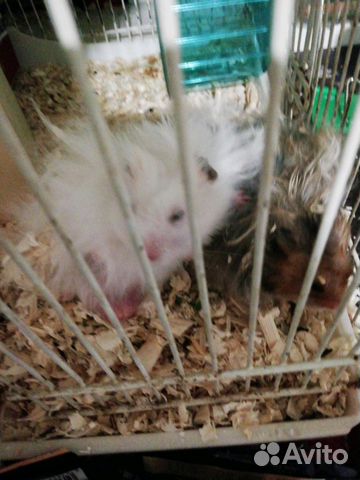 Хомяк серийский