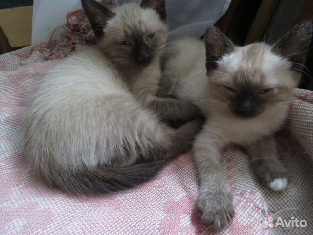Отдадим котят