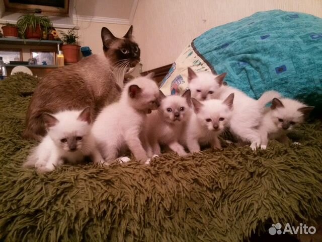 Тайские котята 1 месяц