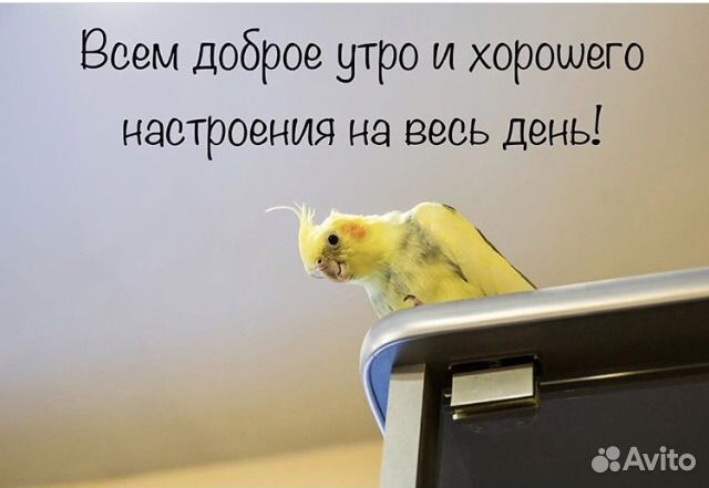 Попугай корелла