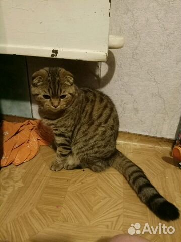 Шотландская