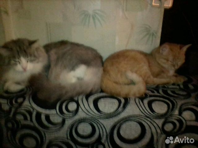 Отдам котятков)