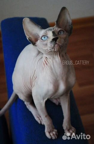 Красотка канадского сфинкса - лучший подарок семье