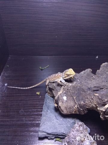 Агама (малыш)