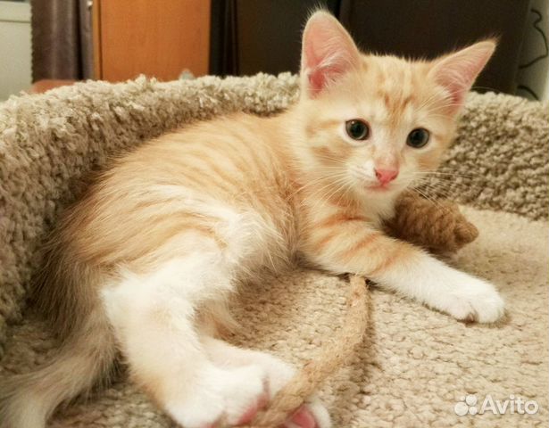 Славный Рыжик, 2,5 мес