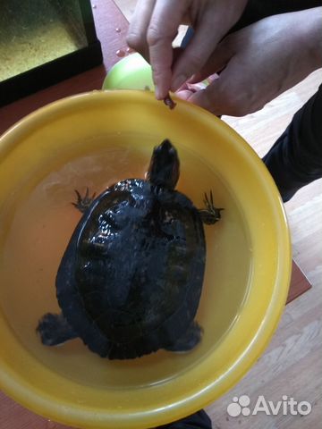 Красноухая черепаха ищет дом