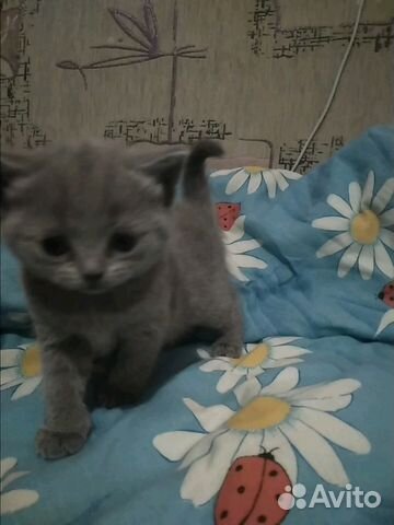Британцы котята