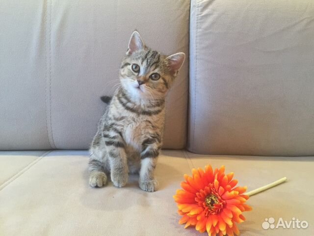 Шотландский короткошерстный котенок