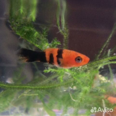 Меченосцы Кои, мальки (3 рыбки)