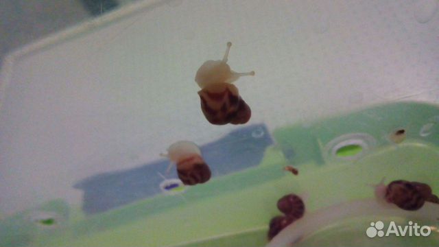 Отдам улиток Ахатин