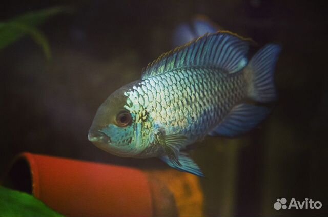 Наннакары цихлиды