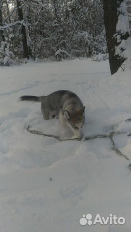 Сибирский Хаски-девочка
