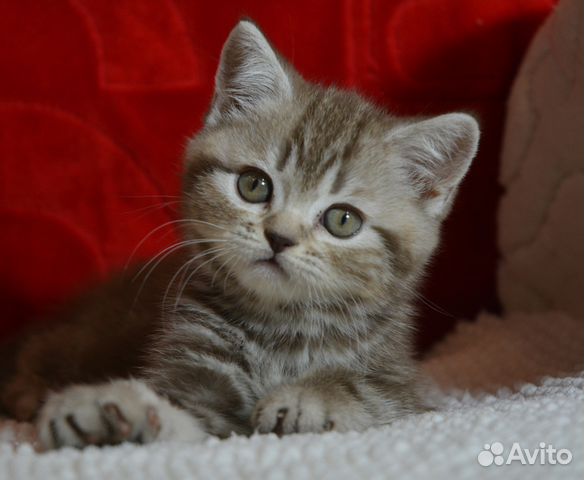 Британский шоколадный мрамор на серебре