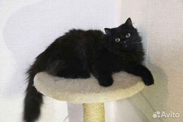 Ищу хозяина