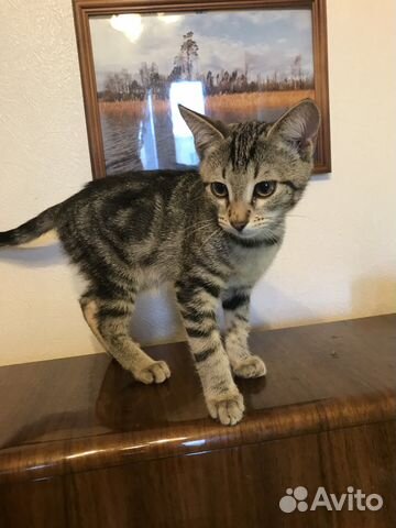 Котята, 3 месяца