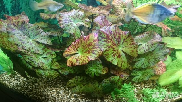 Нимфея тигровая, криптокорина Вендта