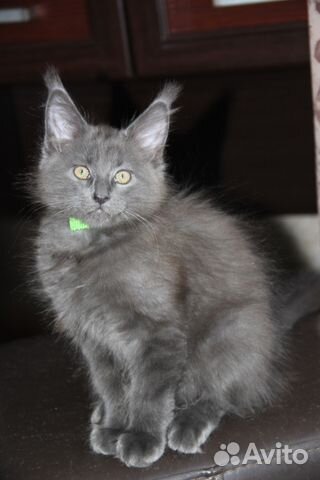 Кот мейн-кун голубой солид