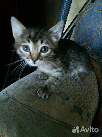 Котята