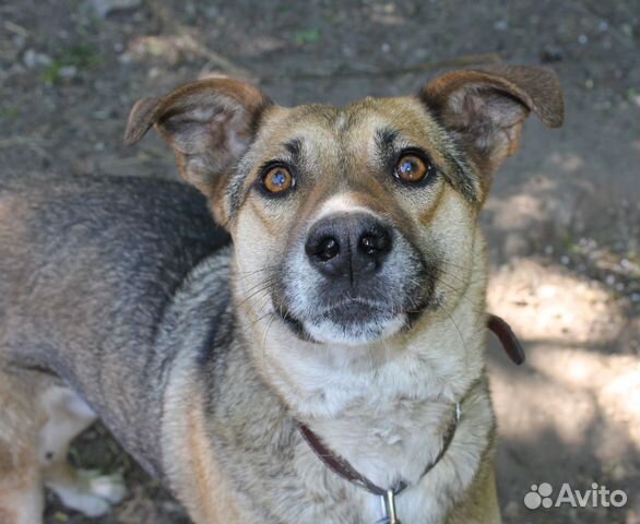 Крупный, умный, добрый пес Степан